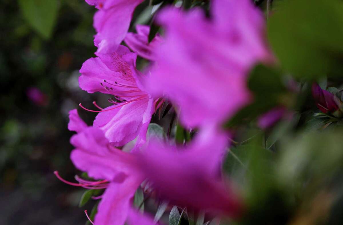Azalea Trail features River Oaks houses of architect John Staub