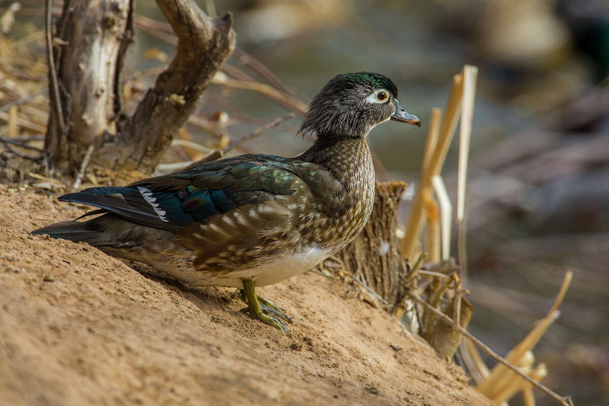 Wood ducks look like they're colored by angels