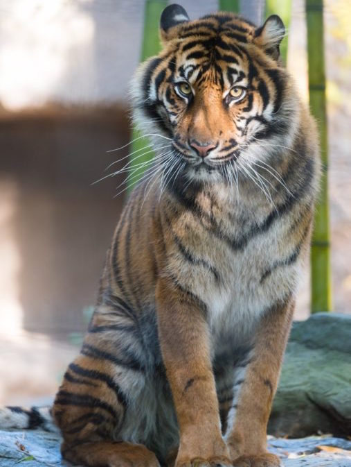 Tiger returned to SF Zoo after transfer to Sacramento made her homesick