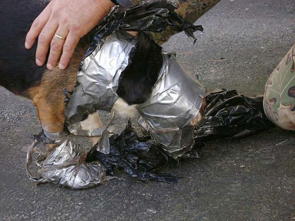 Discarded dog back with owners