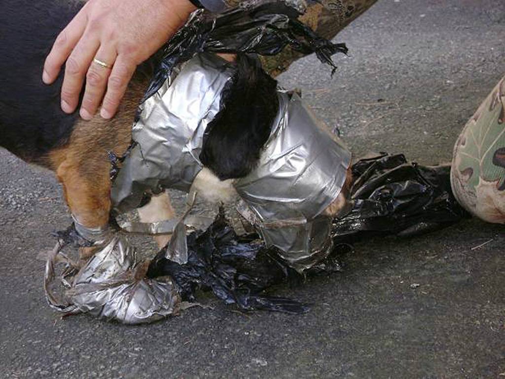 Discarded dog back with owners