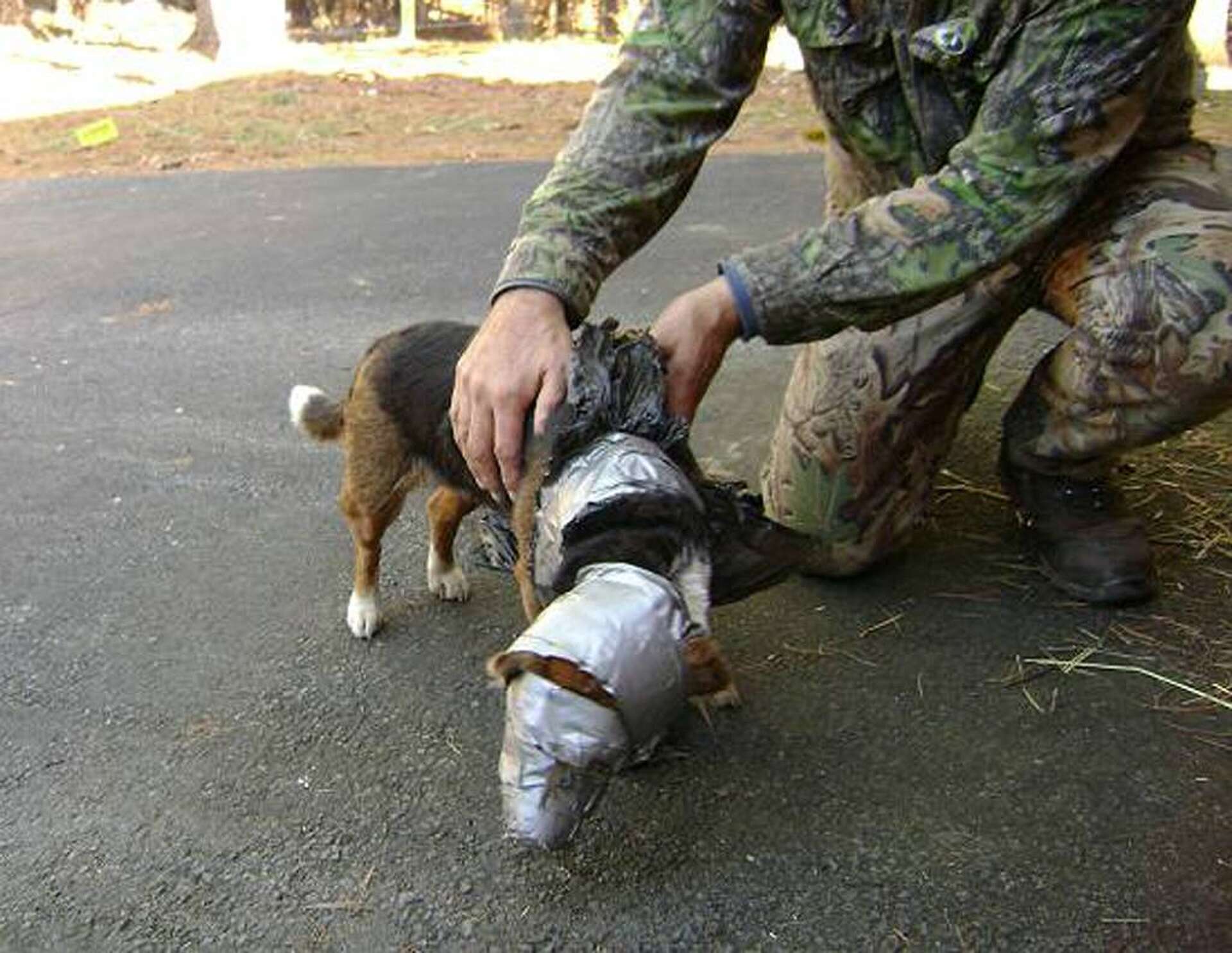 Discarded dog back with owners