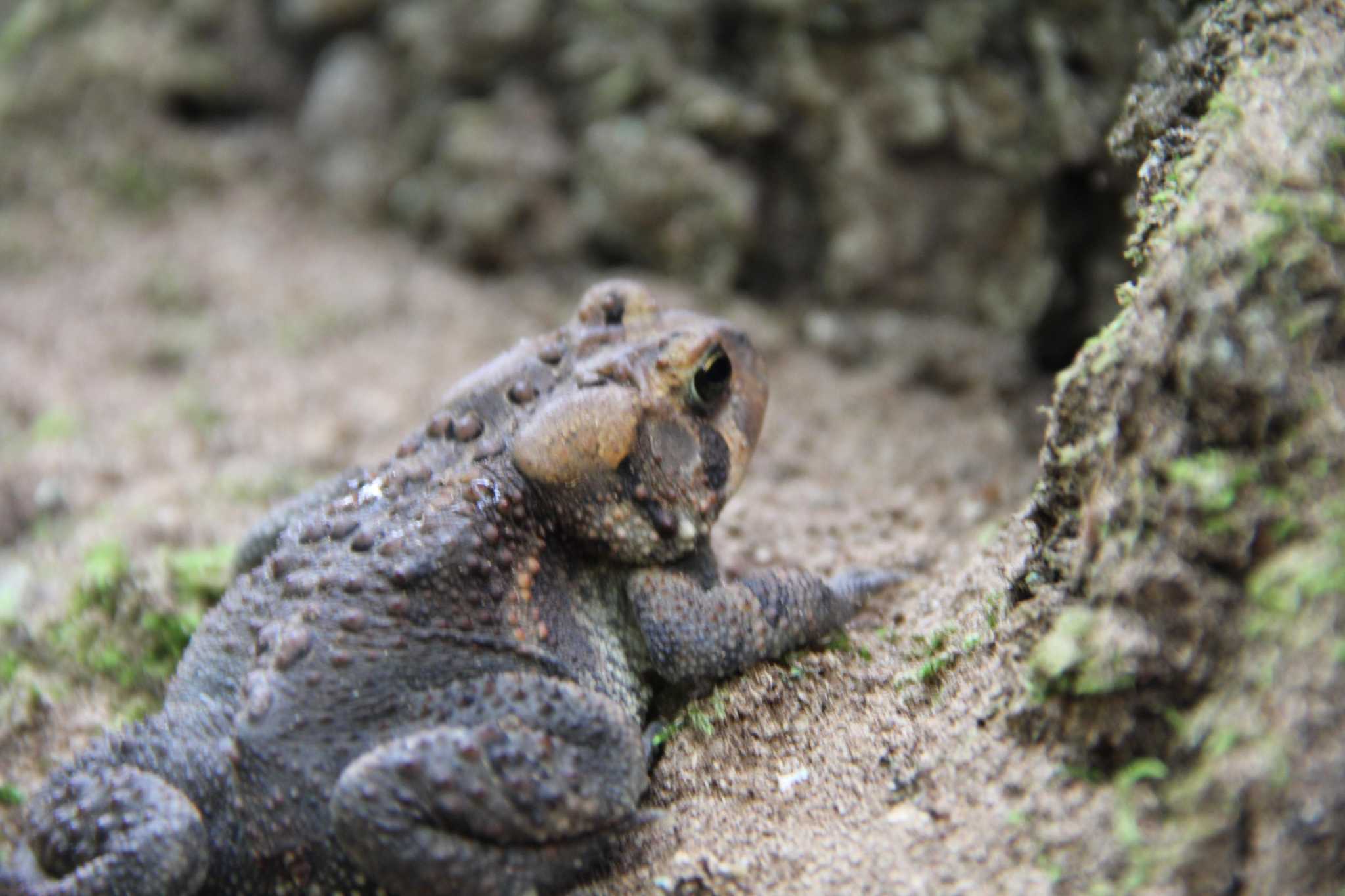 Robert Miller: How to become a frog watcher