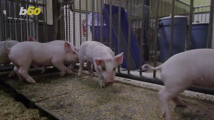 SPCA staffers horrified after adopted pig is eaten by new owners