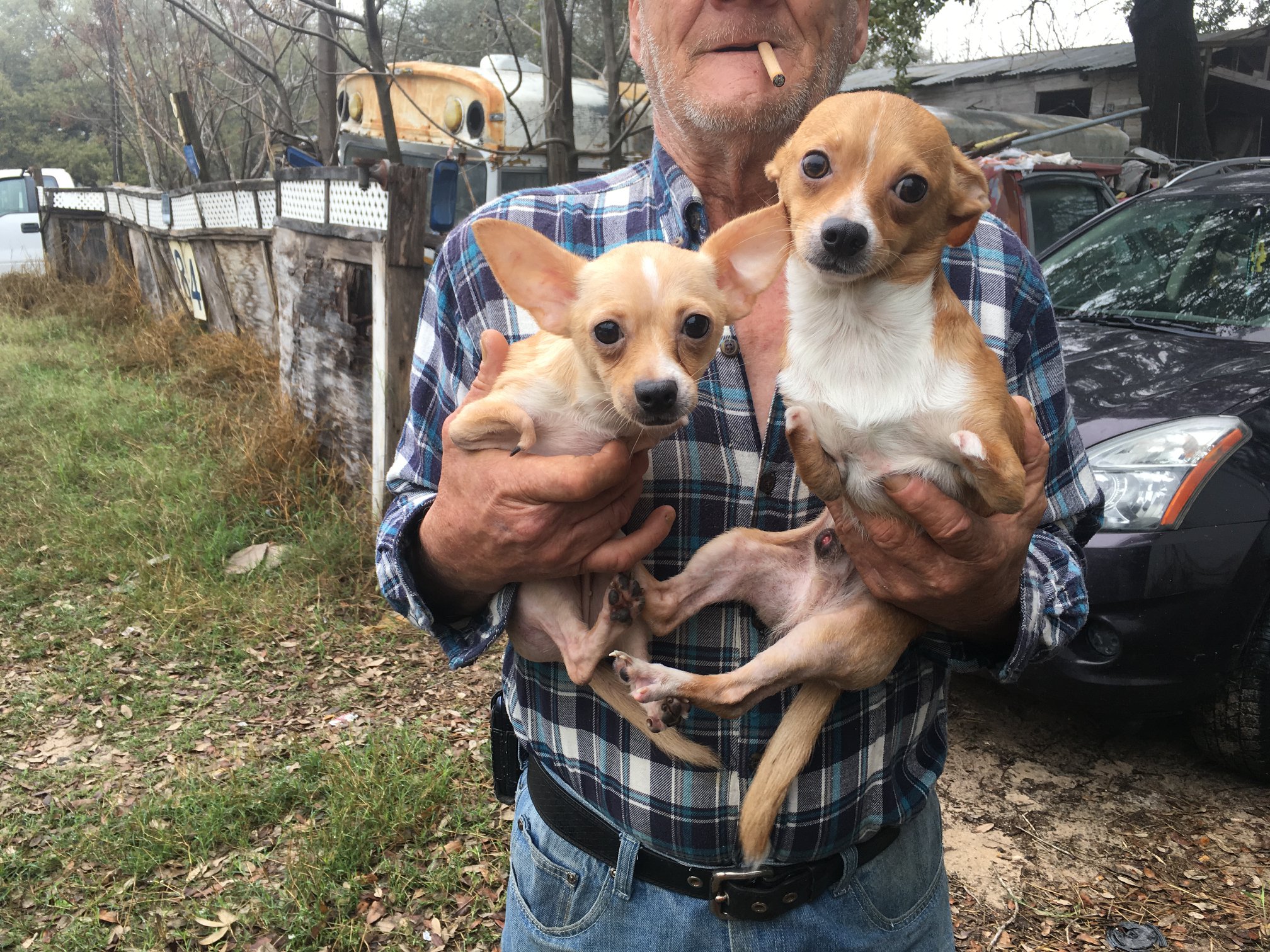 Dogs reportedly suffering from filth and skin disease rescued in ...