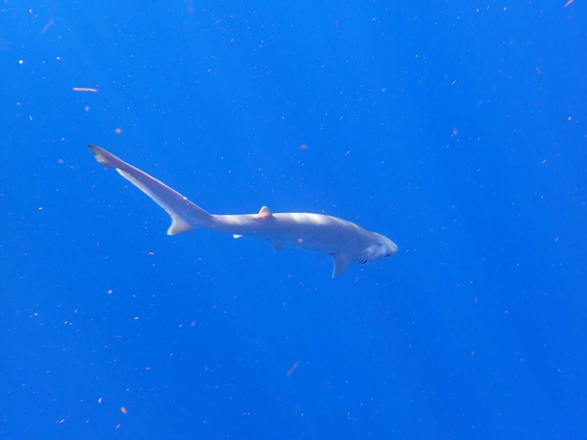 What the newest shark species discovered by scientist looks like