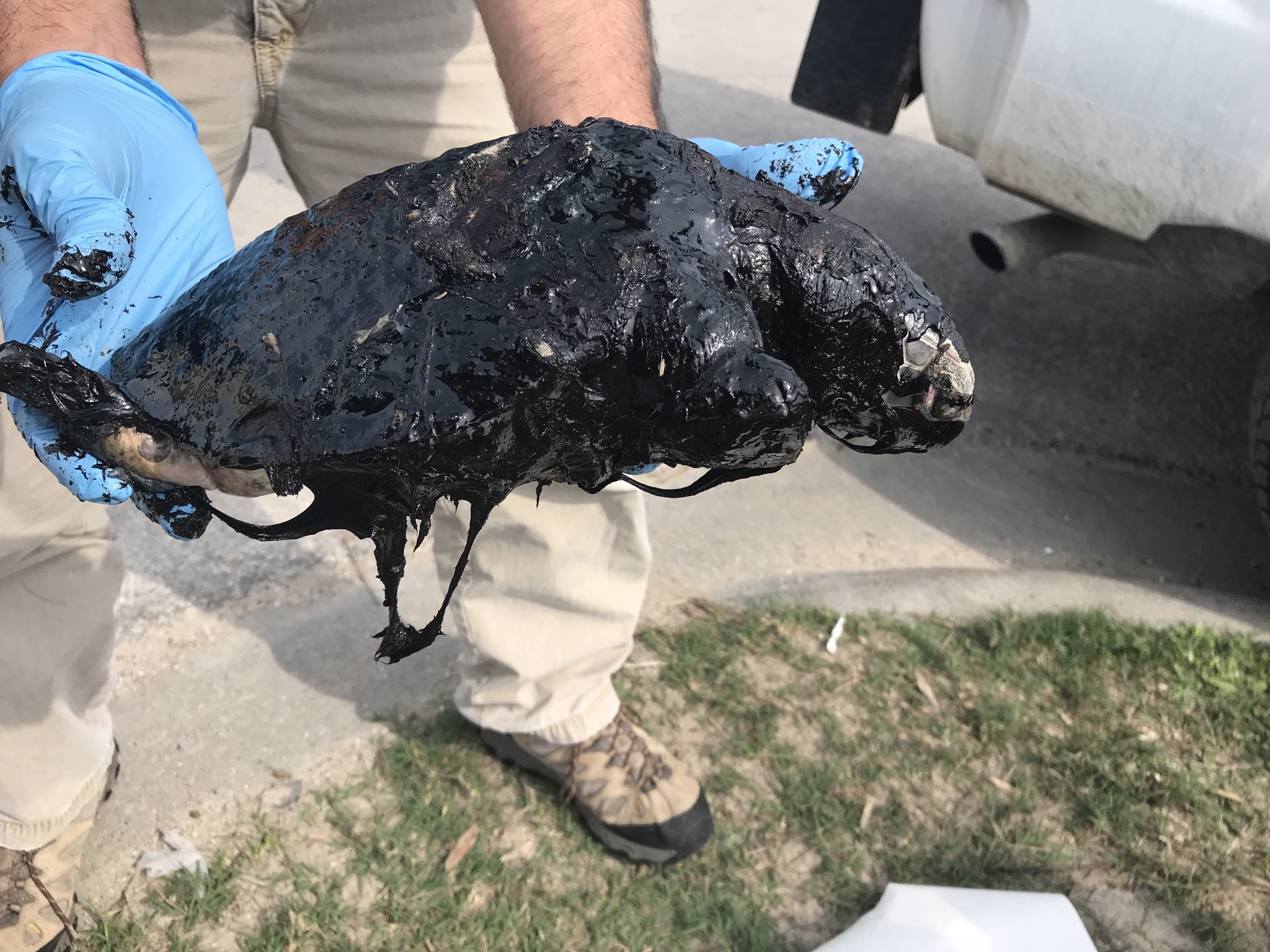 Officials investigating after dead turtle covered in oil washed up in ...