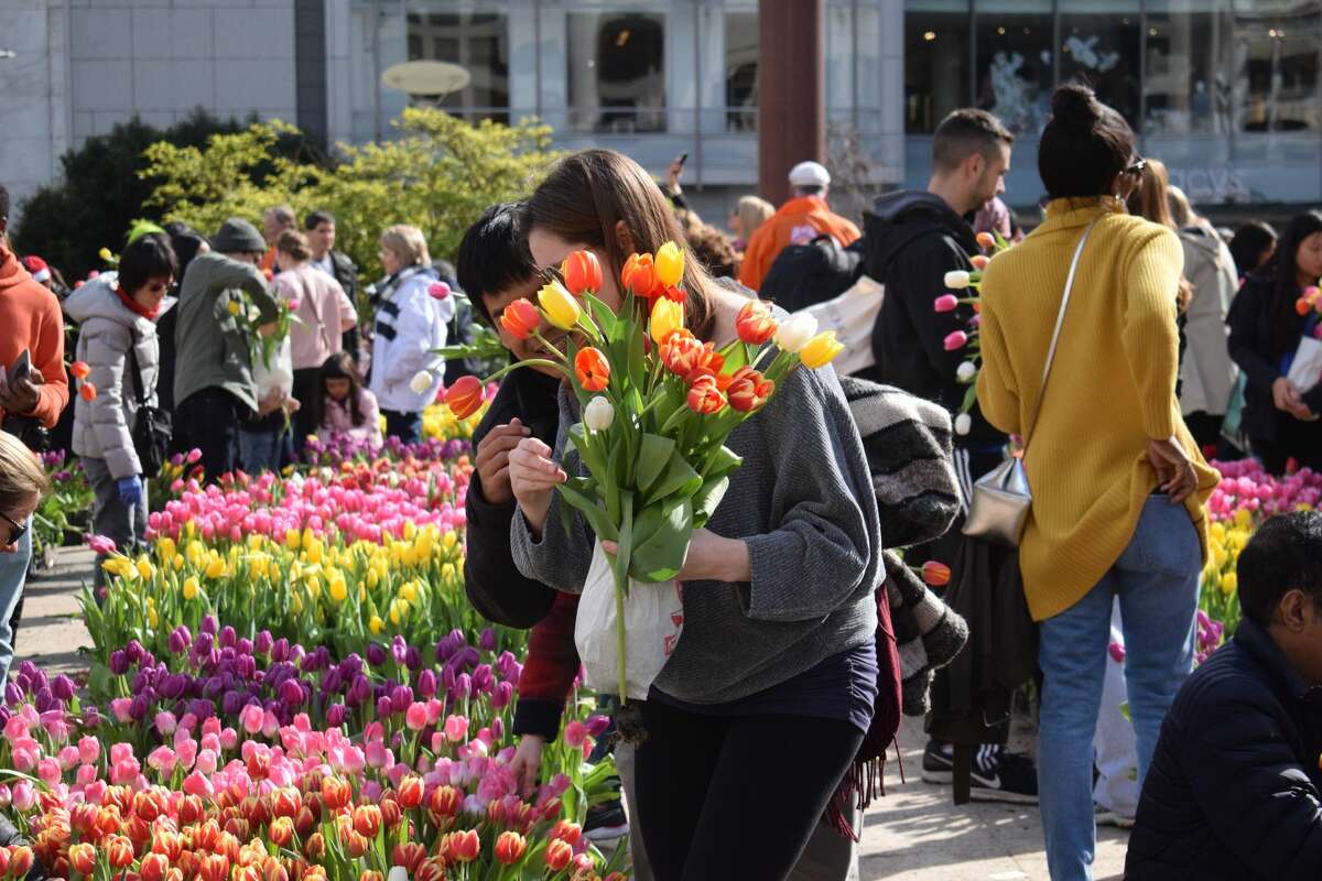100,000 tulips headed to San Francisco — and they're free for the picking