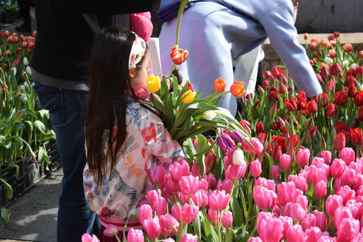 100,000 tulips headed to San Francisco — and they're free for the picking