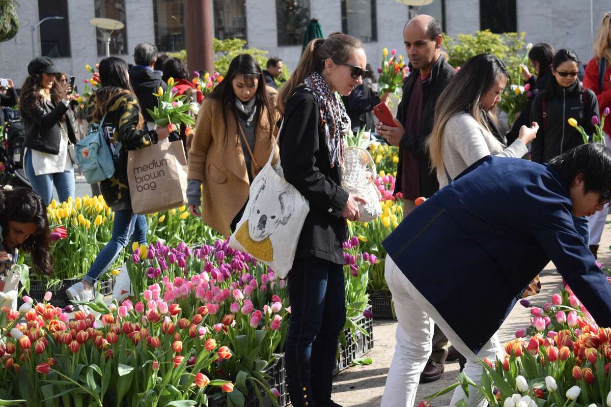100,000 tulips headed to San Francisco — and they're free for the picking