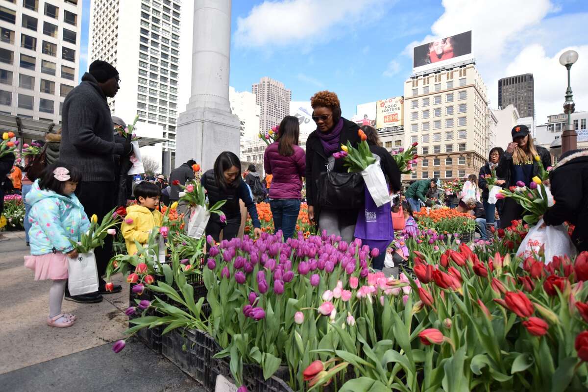 100,000 tulips headed to San Francisco — and they're free for the picking