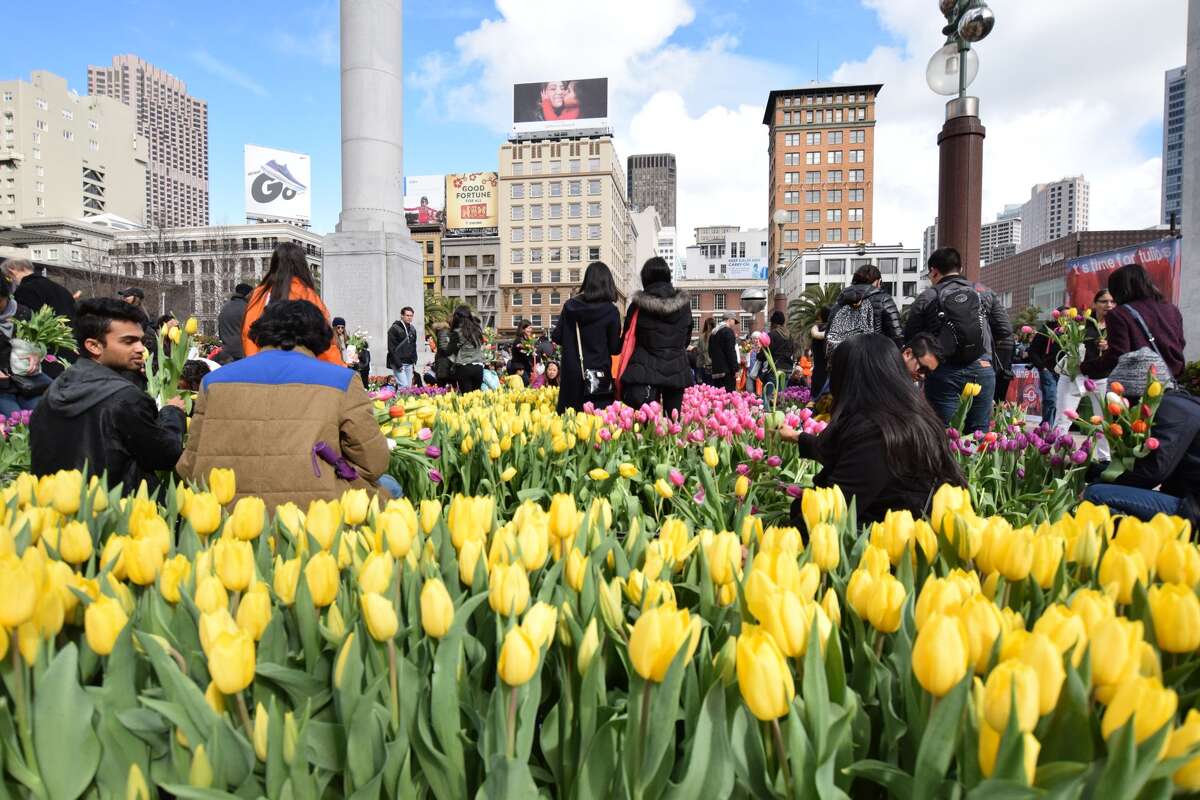 100,000 tulips headed to San Francisco — and they're free for the picking