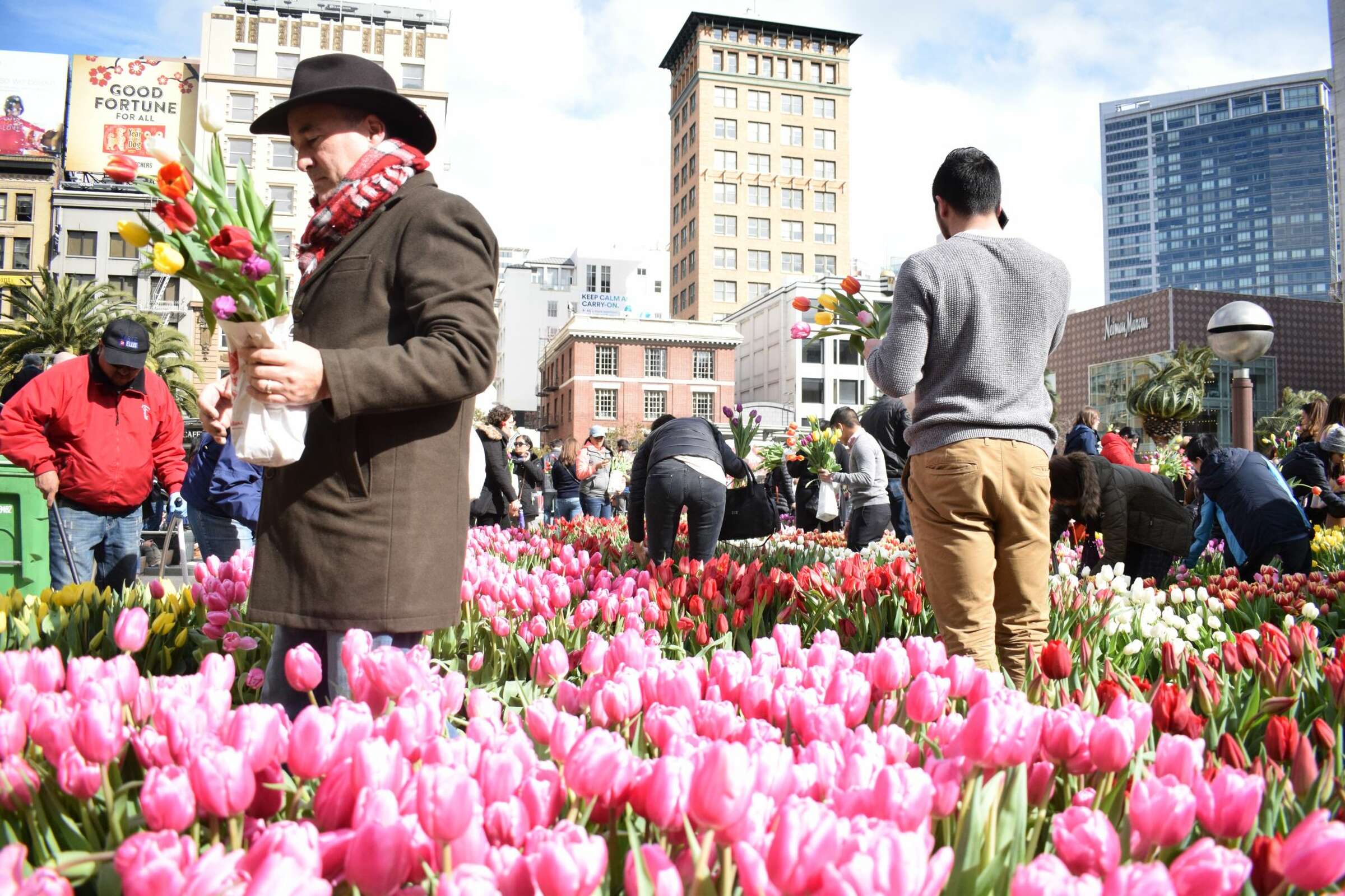 100,000 tulips headed to San Francisco — and they're free for the picking