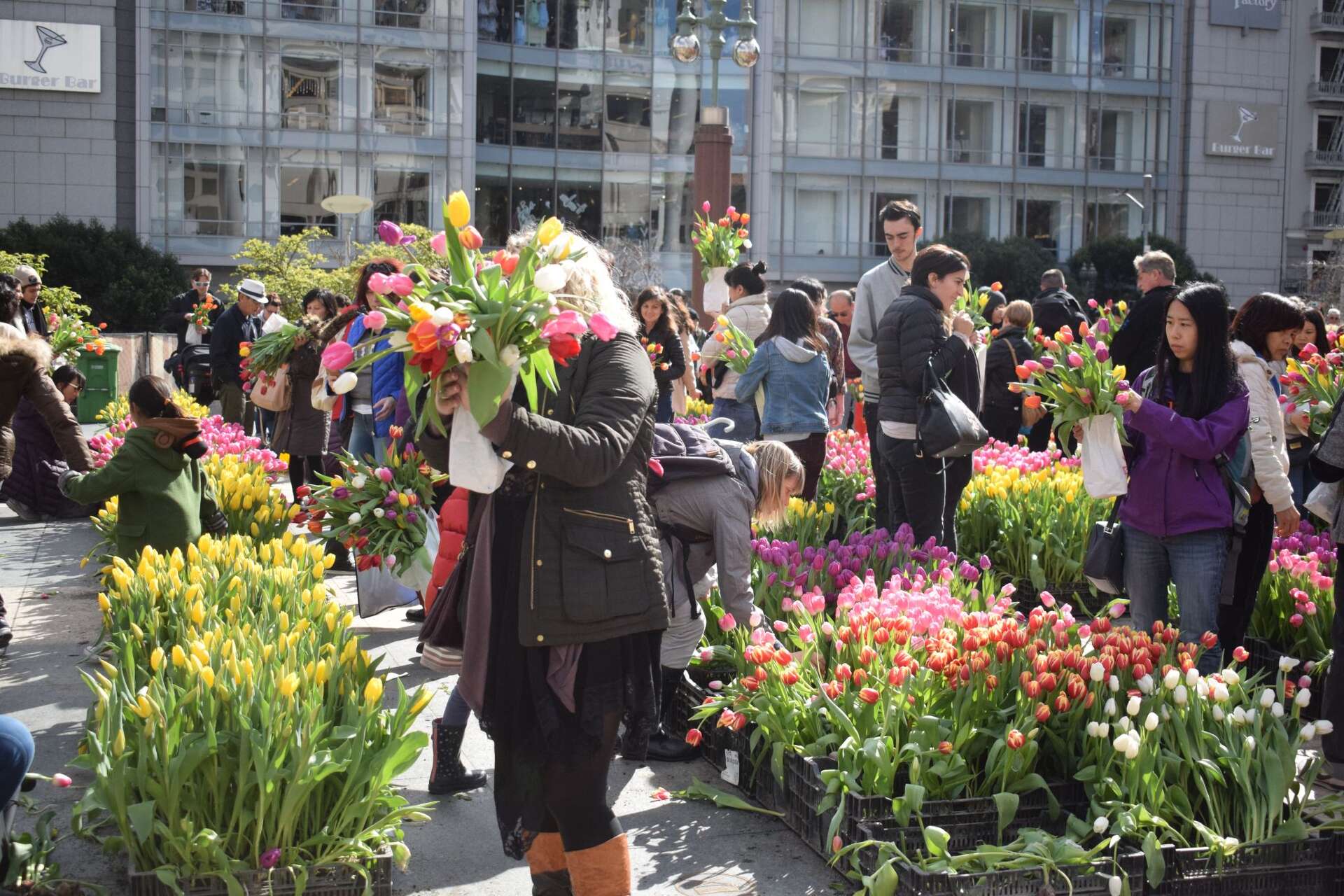 100,000 tulips headed to San Francisco — and they're free for the picking