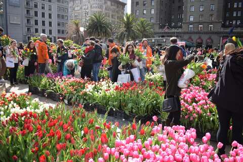 100,000 tulips headed to San Francisco — and they're free for the picking