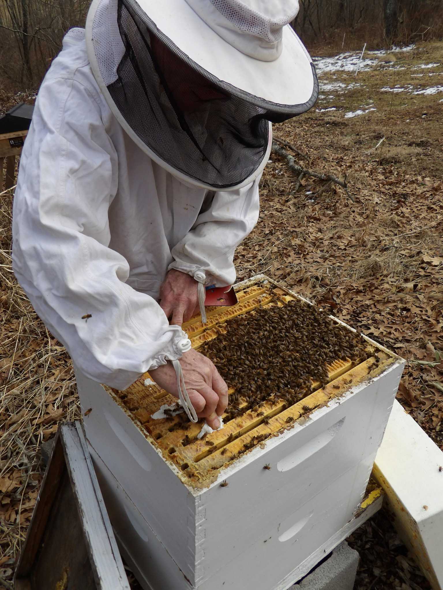 Flanders Nature Center to hold beekeeping workshops