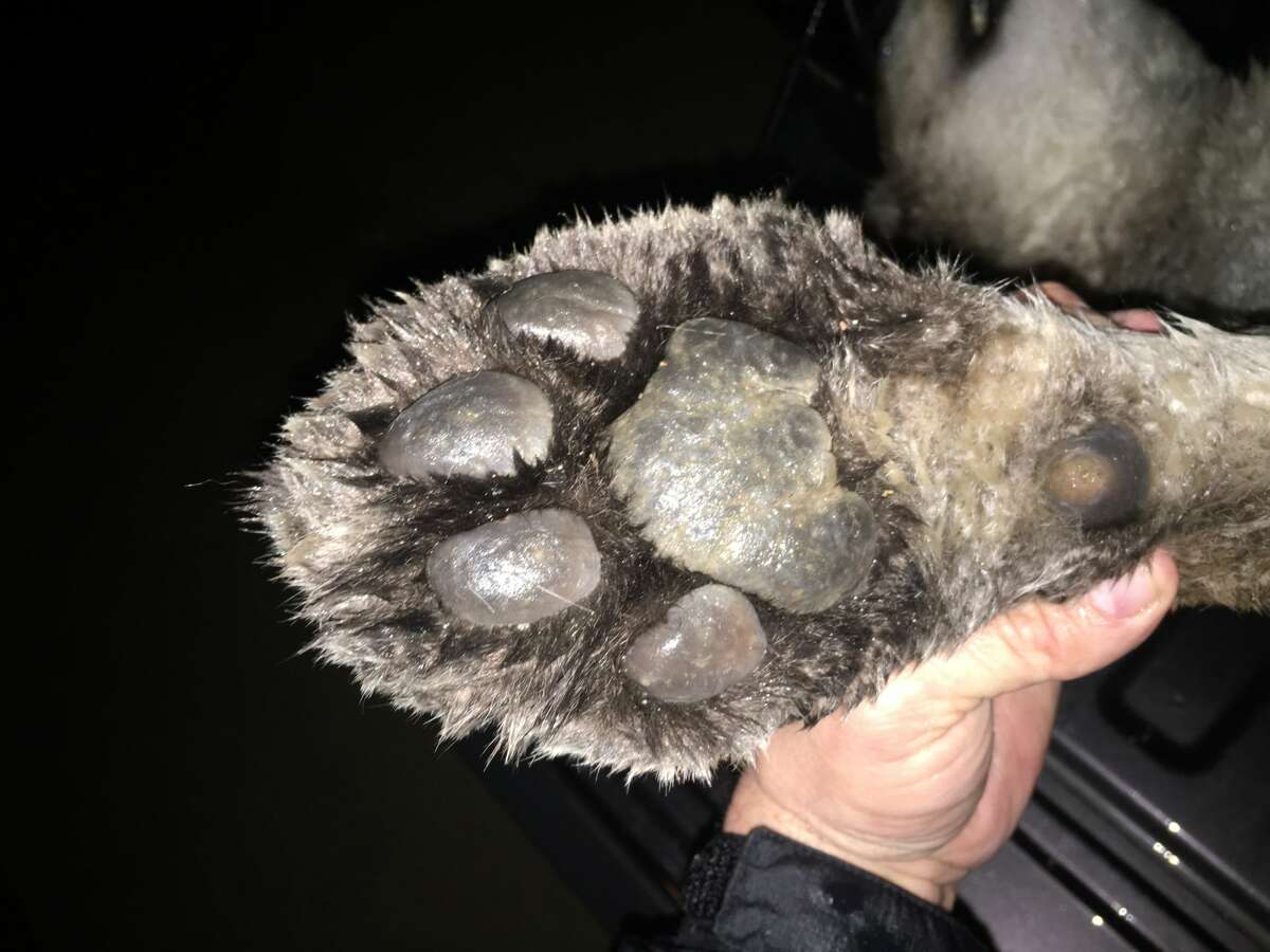Texas game warden on 200 pound mountain lion: 'Until you lay eyes on ...