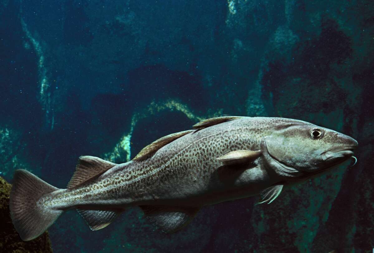 Animals that might not be around thanks to climate change