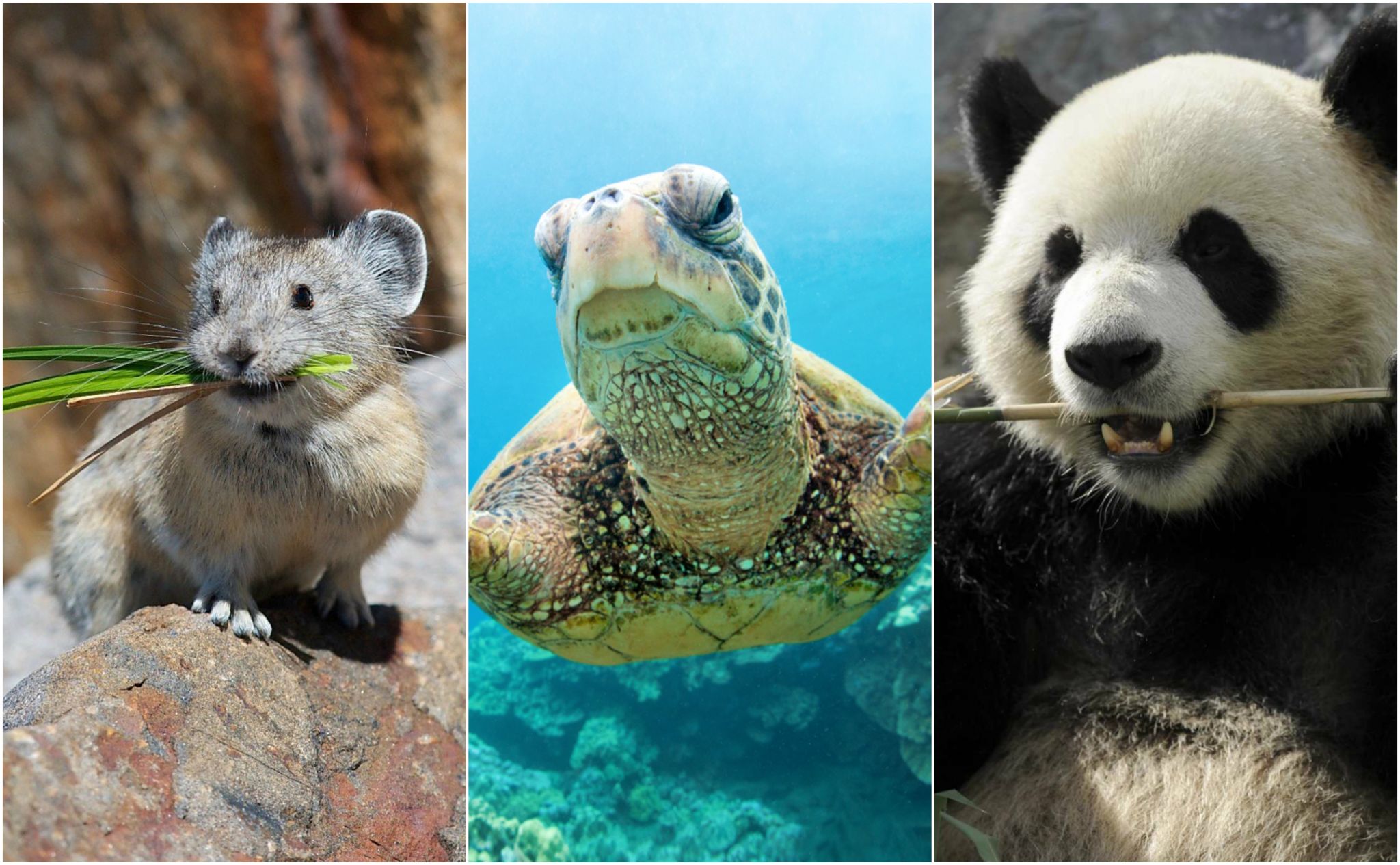 Animals that might not be around thanks to climate change