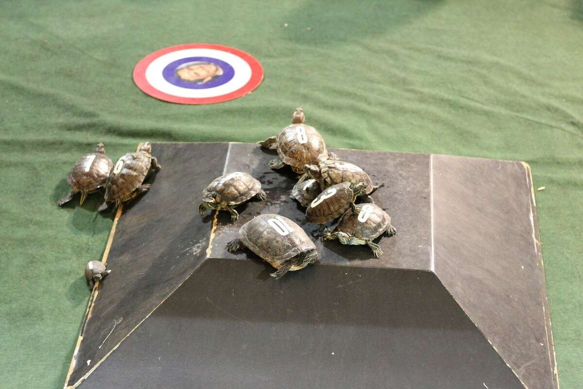 On the go: Canned Acoustica and turtle racing