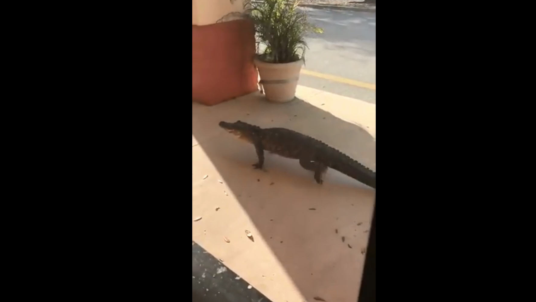Alligator takes stroll through Florida strip center