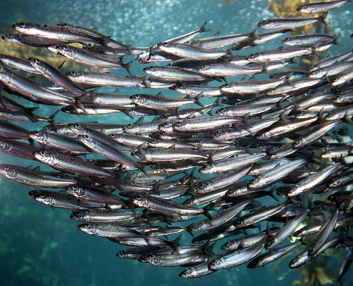 West Coast sardine fishing closed for 4th year; ‘alarming’ 97% ...