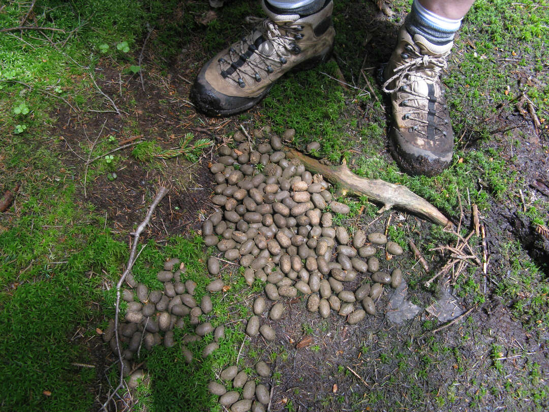 Outdoors: It's not so easy to spot a moose in Upstate New York