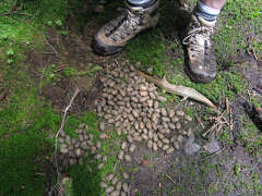 Outdoors: It's not so easy to spot a moose in Upstate New York