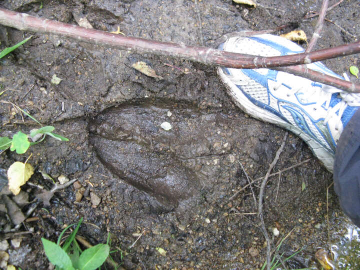 Outdoors: It's not so easy to spot a moose in Upstate New York