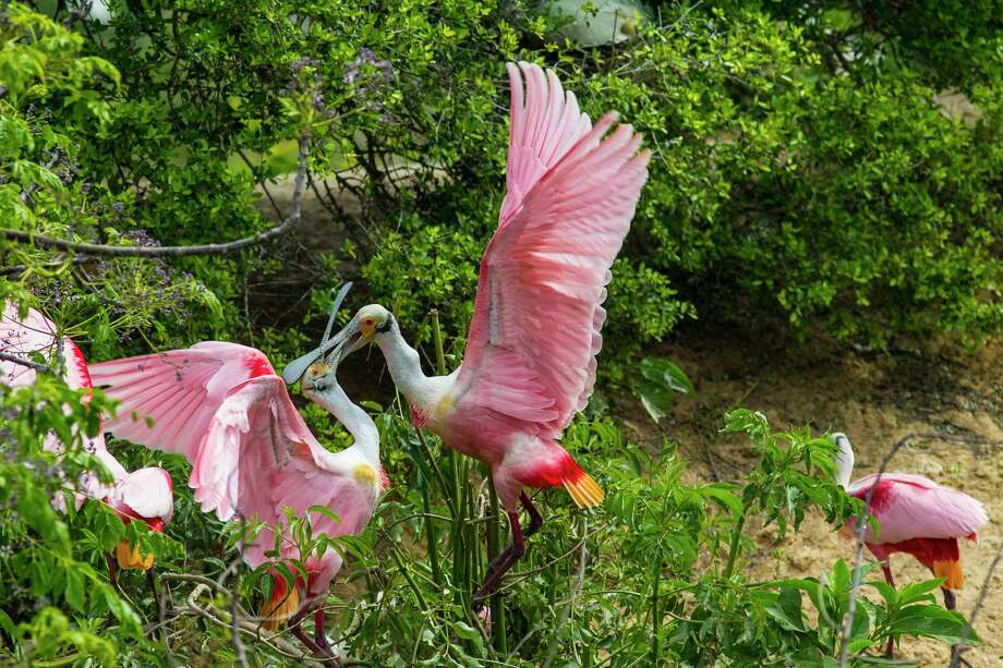 Roseate spoonbills are Texas' answer to pink flamingos - Houston Chronicle
