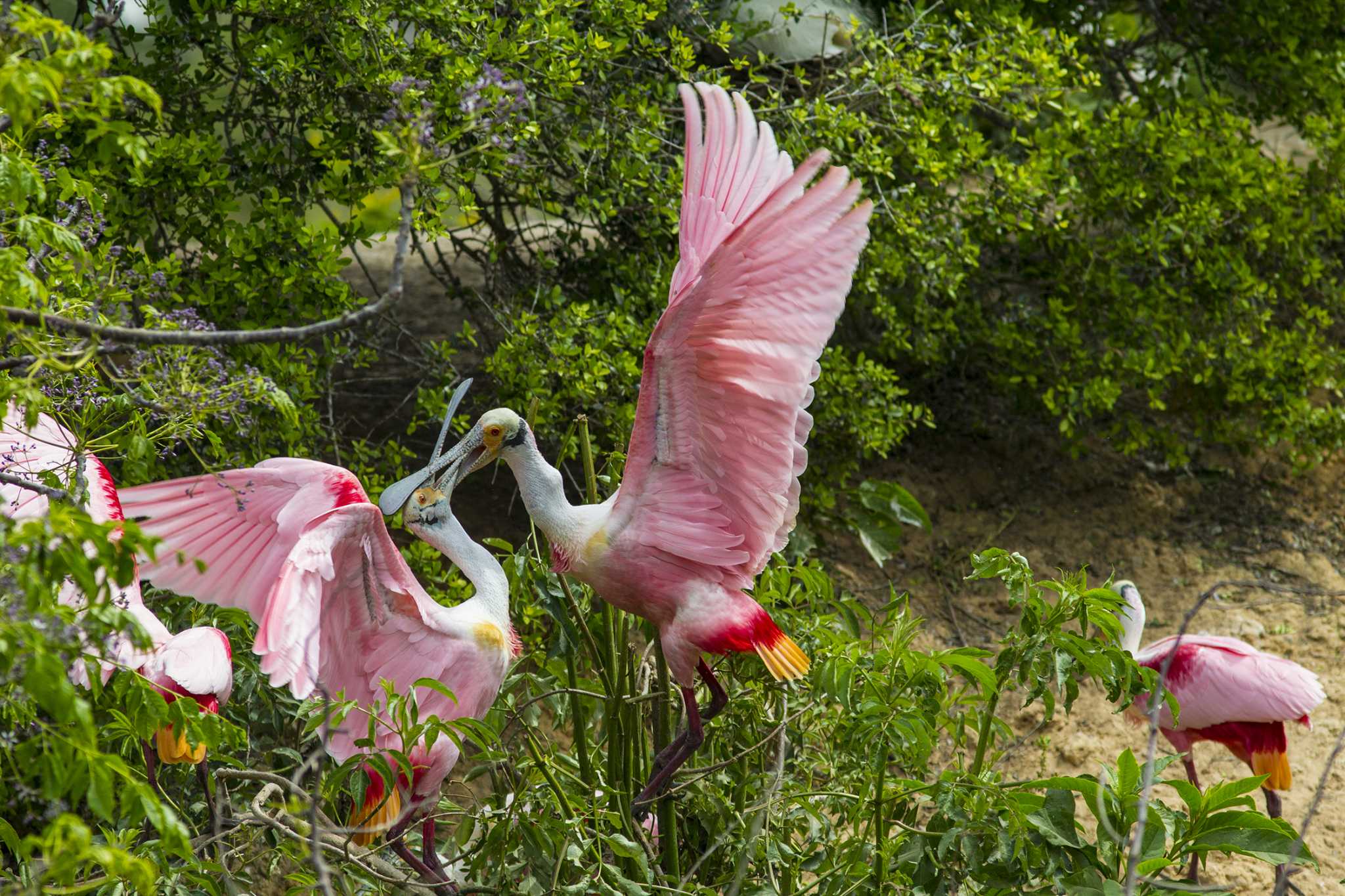Roseate spoonbills are Texas' answer to pink flamingos