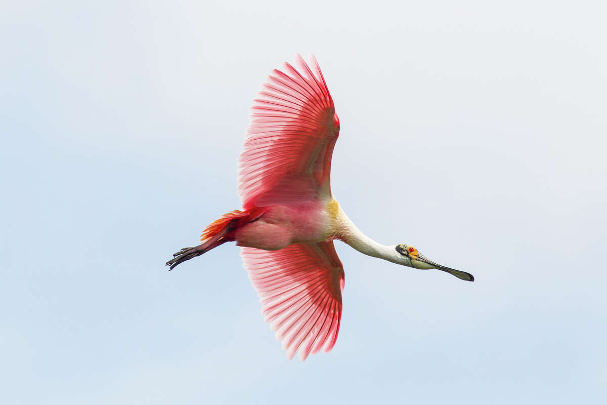 Roseate spoonbills are Texas' answer to pink flamingos