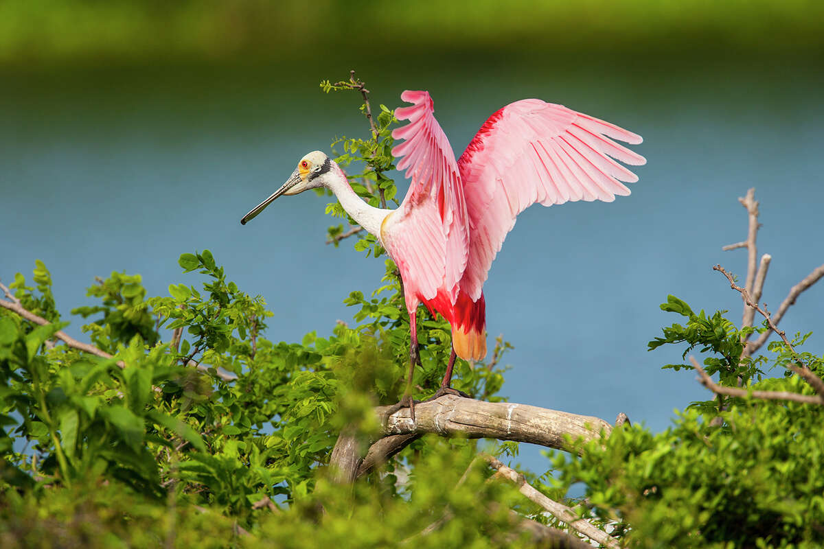Roseate spoonbills are Texas' answer to pink flamingos