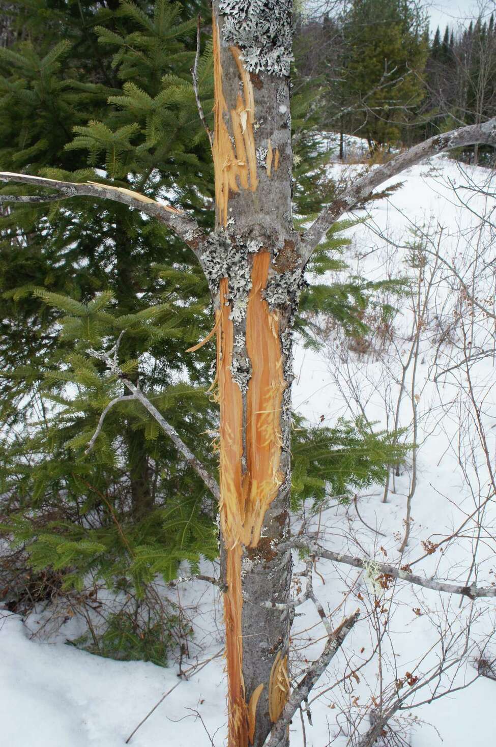 Outdoors: It's not so easy to spot a moose in Upstate New York