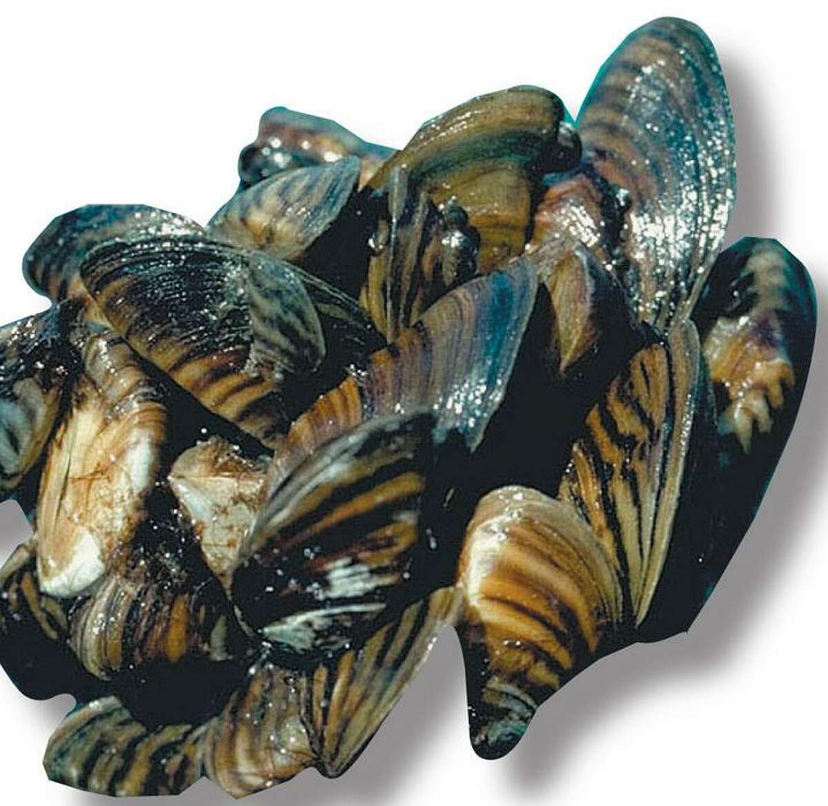 Paralyzing nerve toxin found in recreationally caught shellfish, most ...