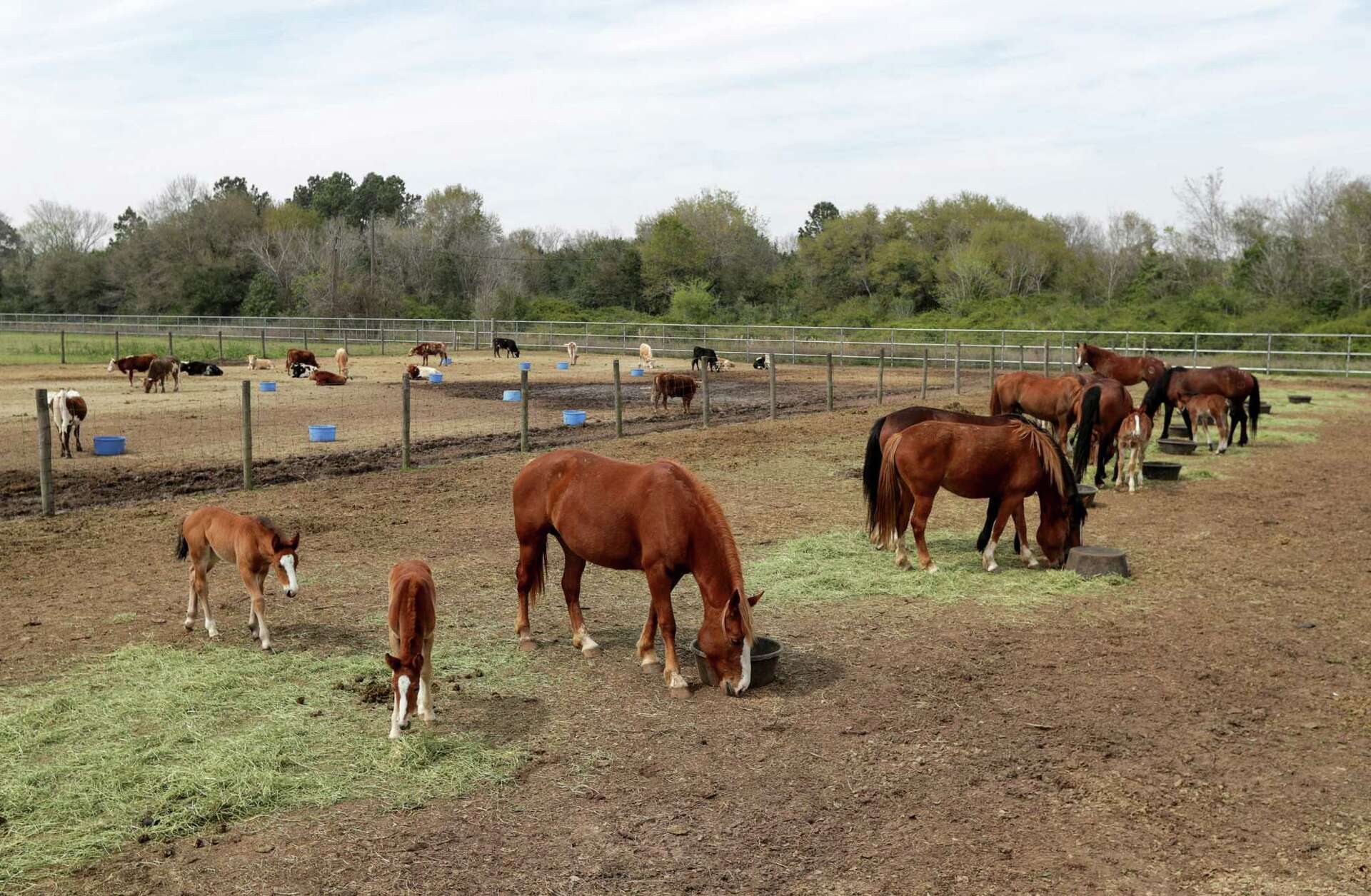 Where does the rodeo keep its livestock? Take a peek at the staging ...