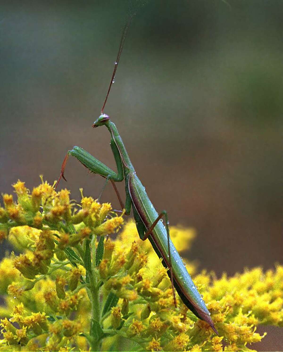 Can you identify these insects found in Texas?