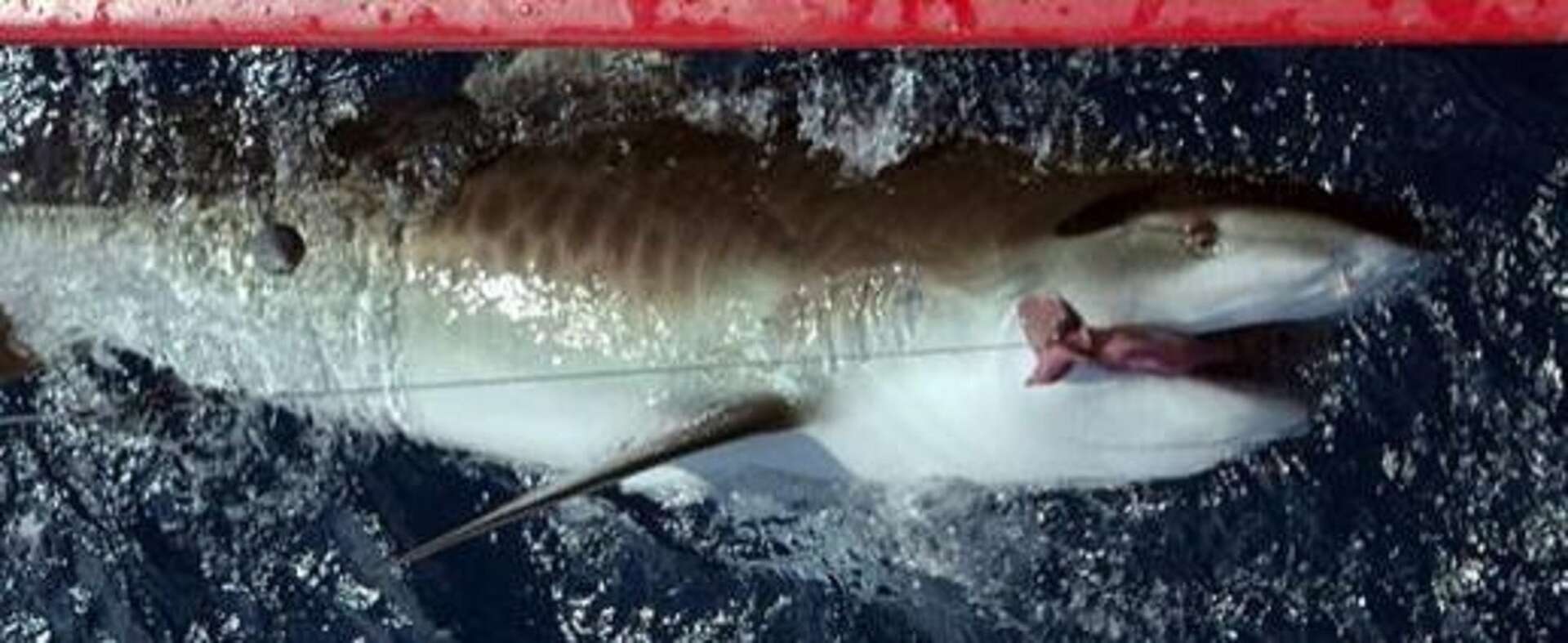 Texas woman catches, releases 9-foot tiger shark in Corpus Christi
