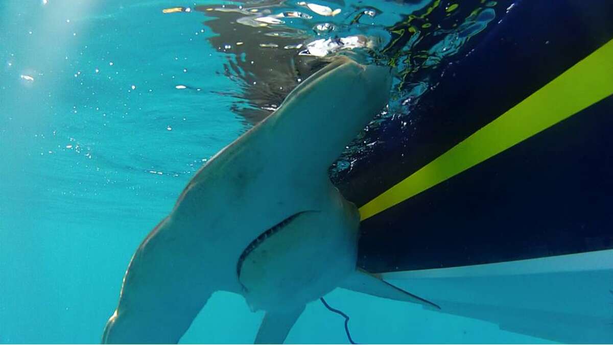 Texas woman catches, releases 9-foot tiger shark in Corpus Christi