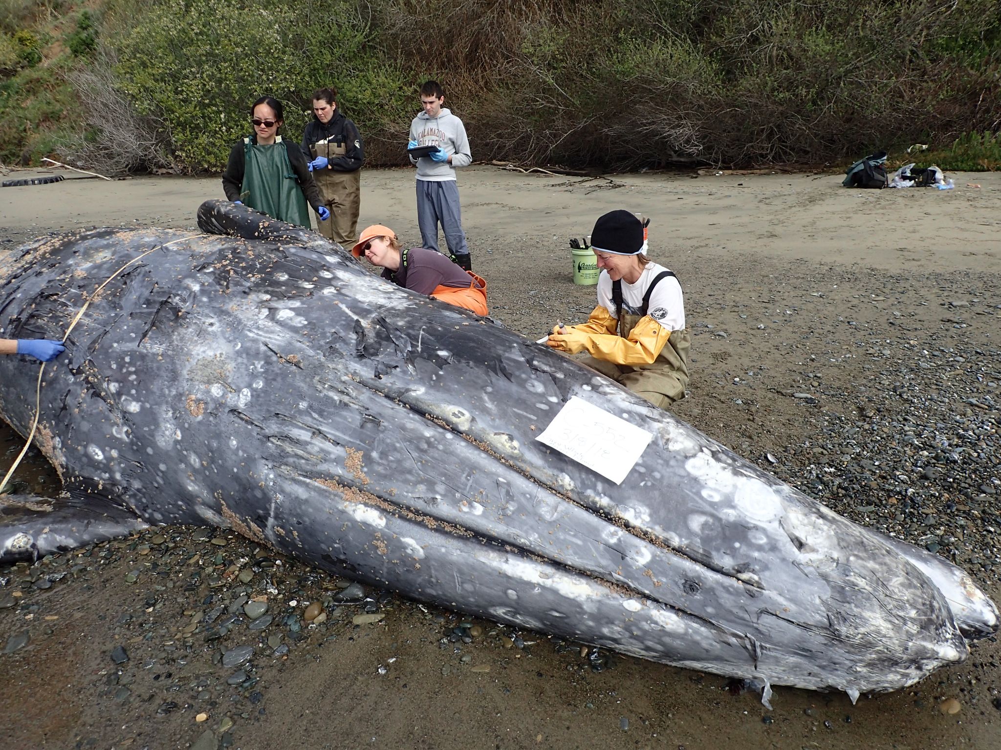 28-foot-long dead gray whale washes up on Angel Island beach