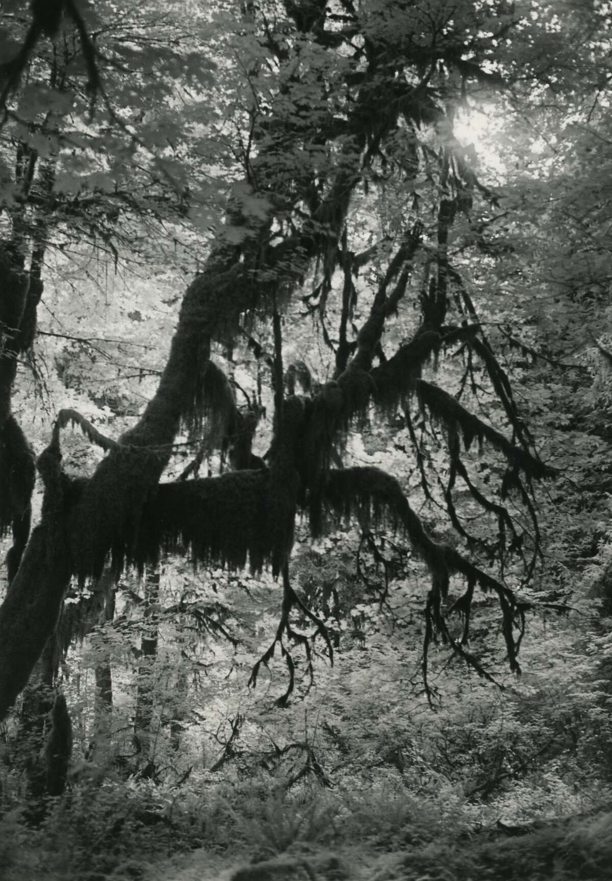 Vintage, awesome photos of Washington's national parks