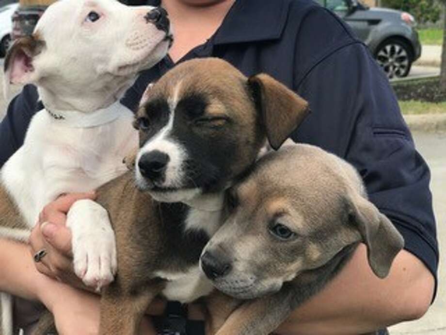 55 dogs from overcrowded Montgomery County shelter transferred to ...