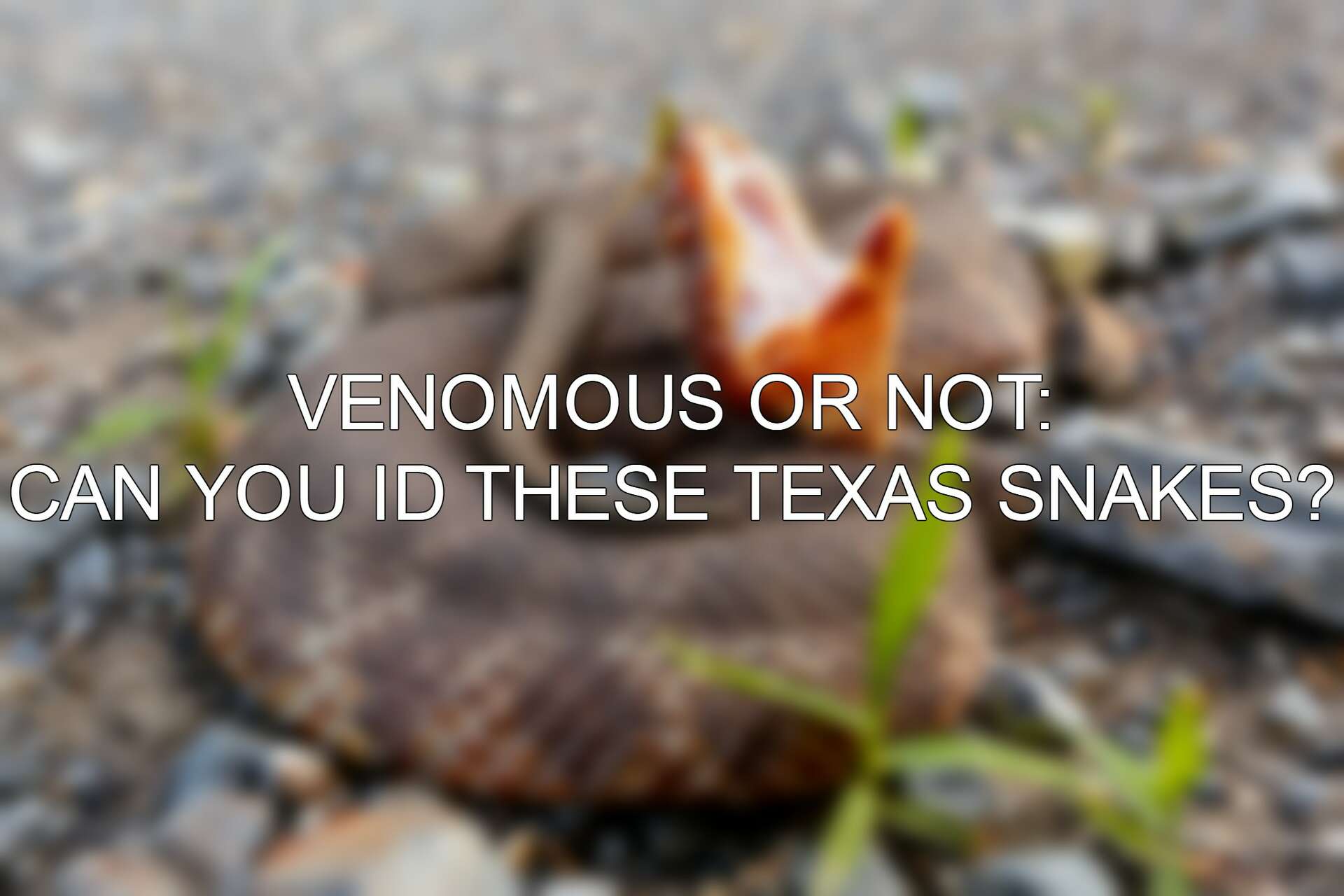 Rare, cobra-like snake spotted at Brazos Bend State Park after ...