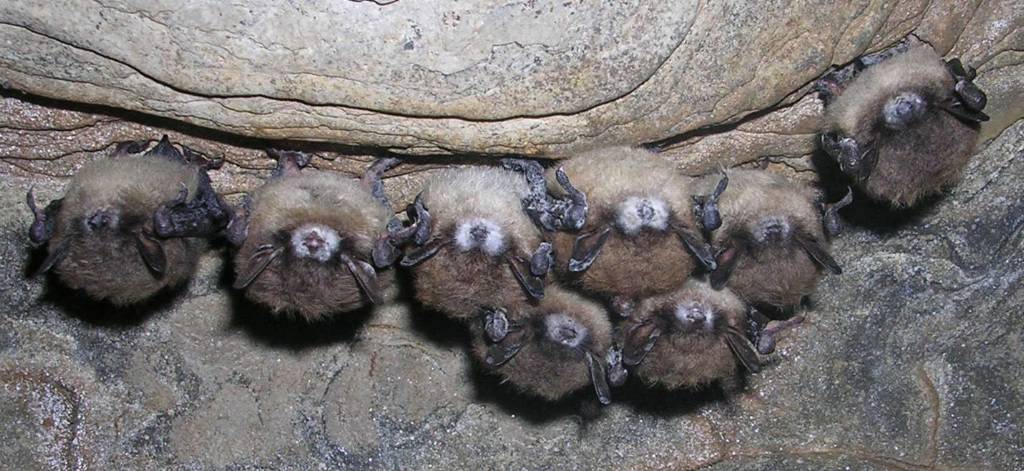 Concerns grow as bat deaths soar