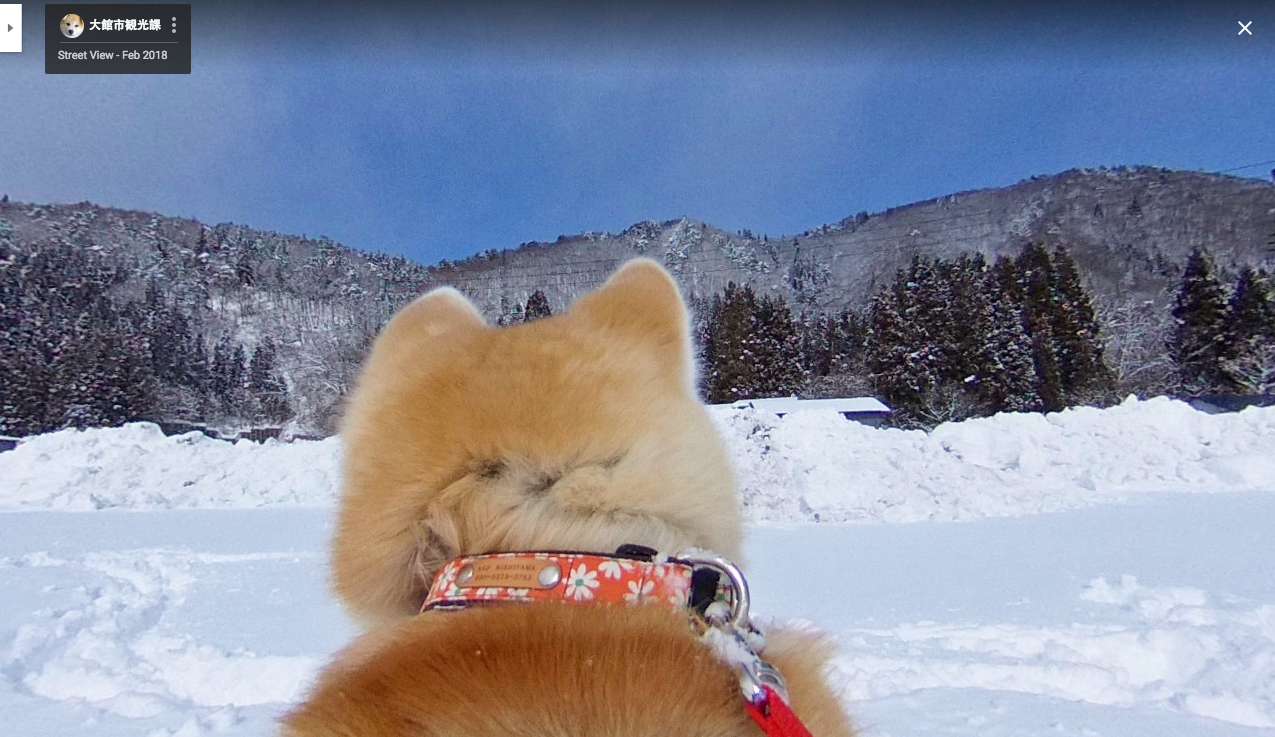 Dog's-eye view: Google now offers ‘pup view’ in maps
