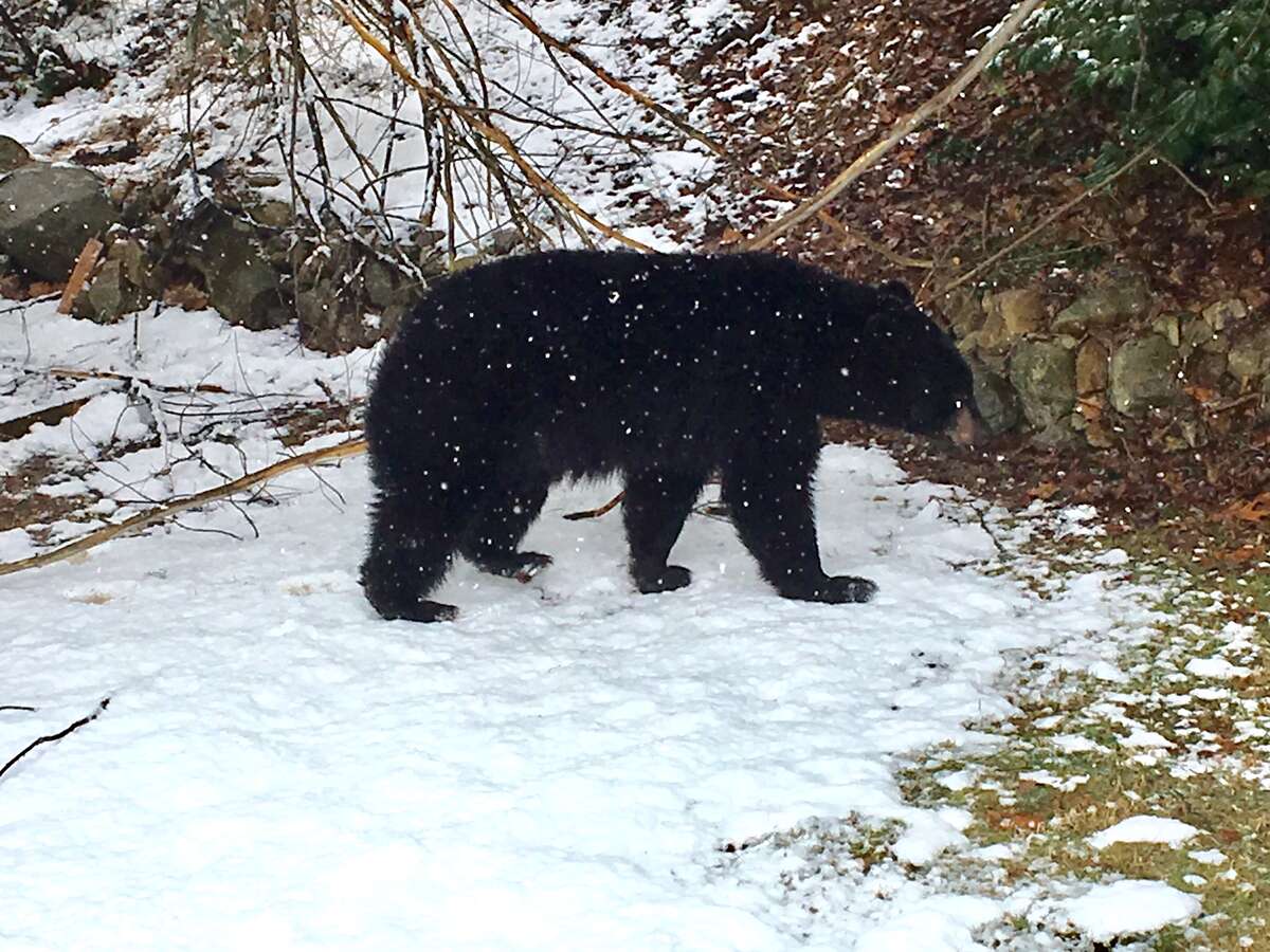 Connecticut bear sightings 2018, by the numbers
