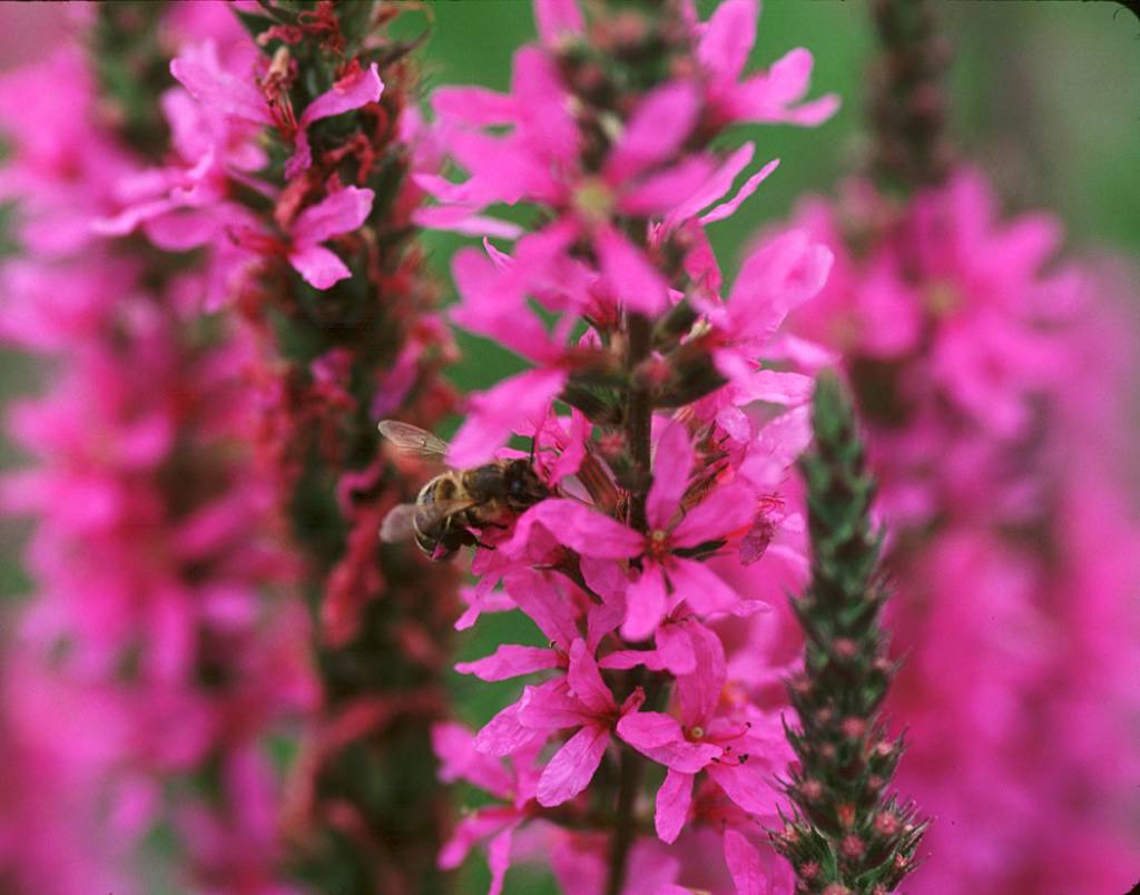 Purple menace looses strife upon ecosystem