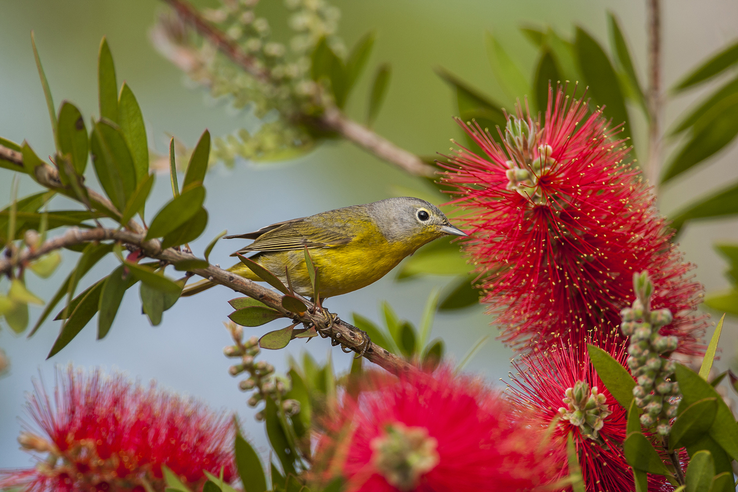 Migrating birds spend spring break in Texas