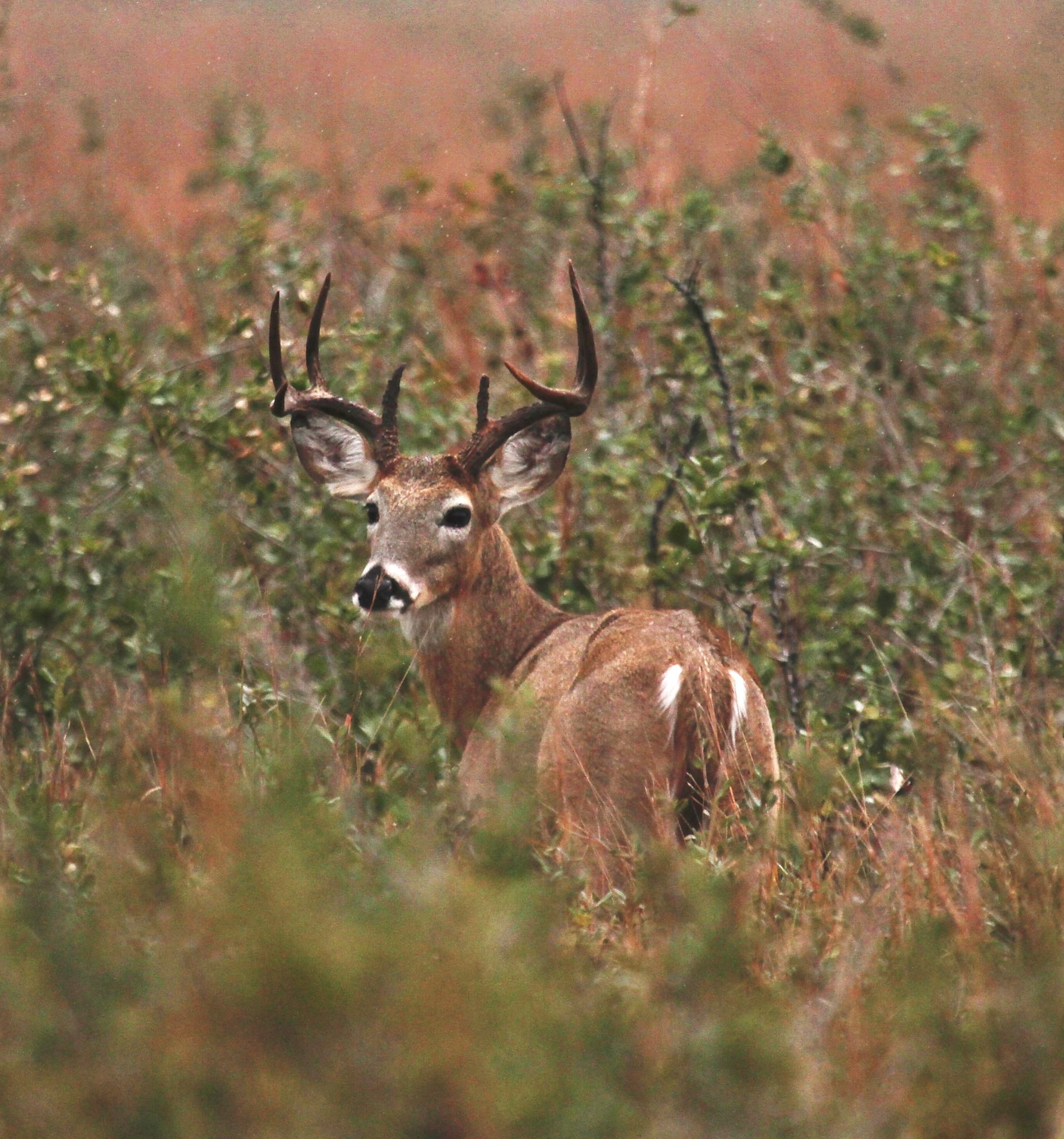 Conditions could lead to strong deer season