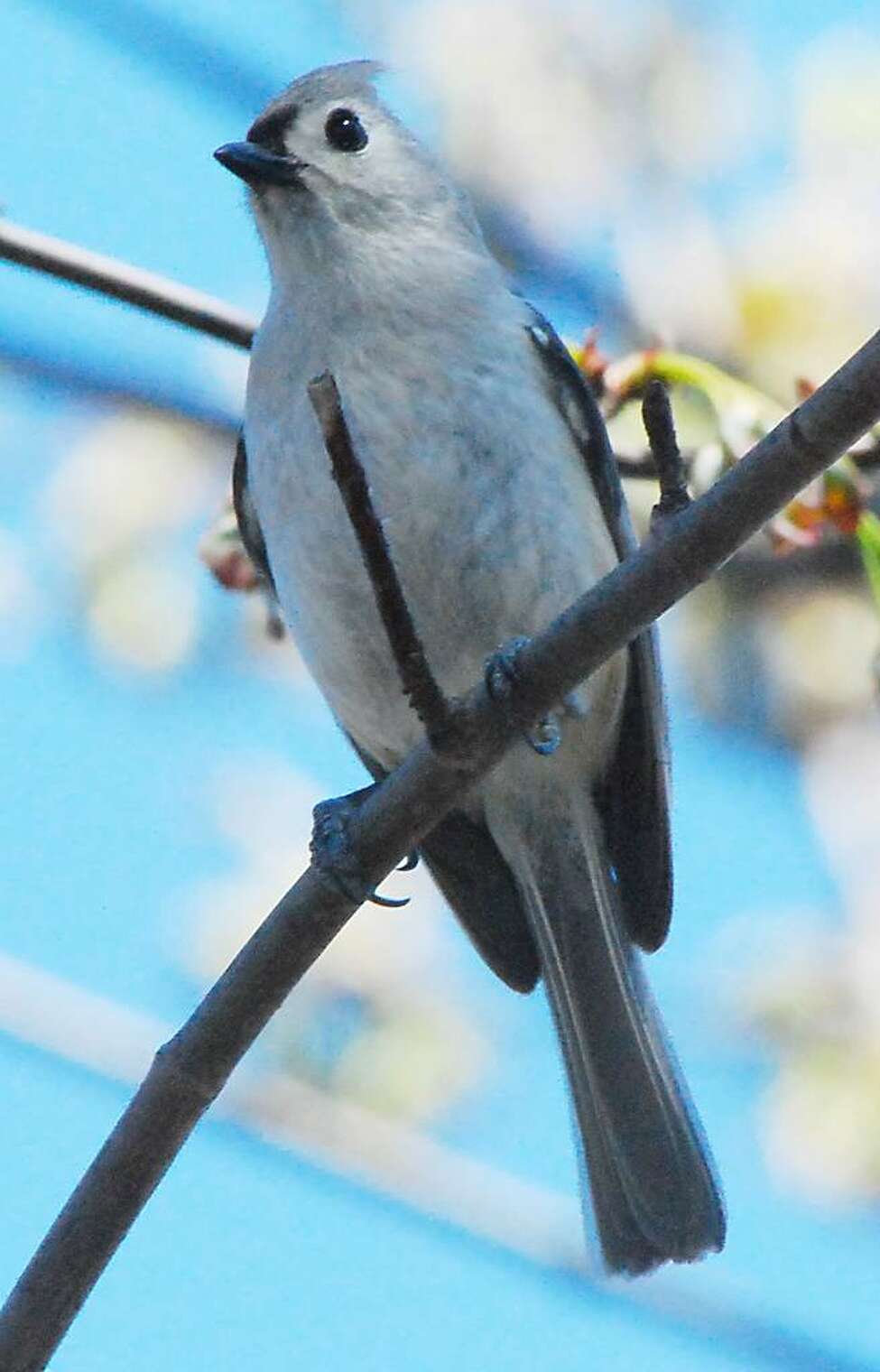 Bold bird with a mousey name